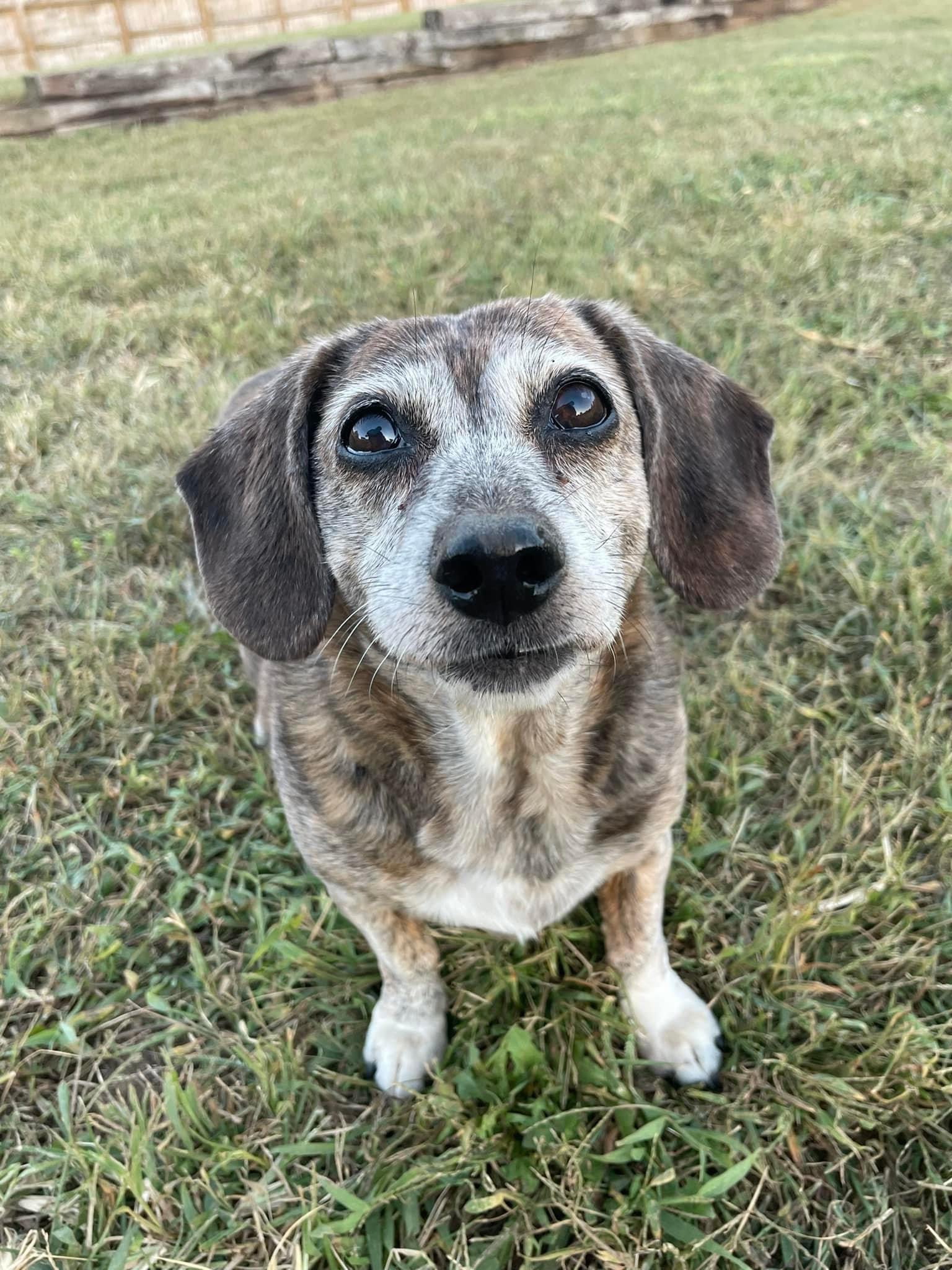 Waggles Dog Sitting, LLC – Where their waggin' tails speak for themselves!