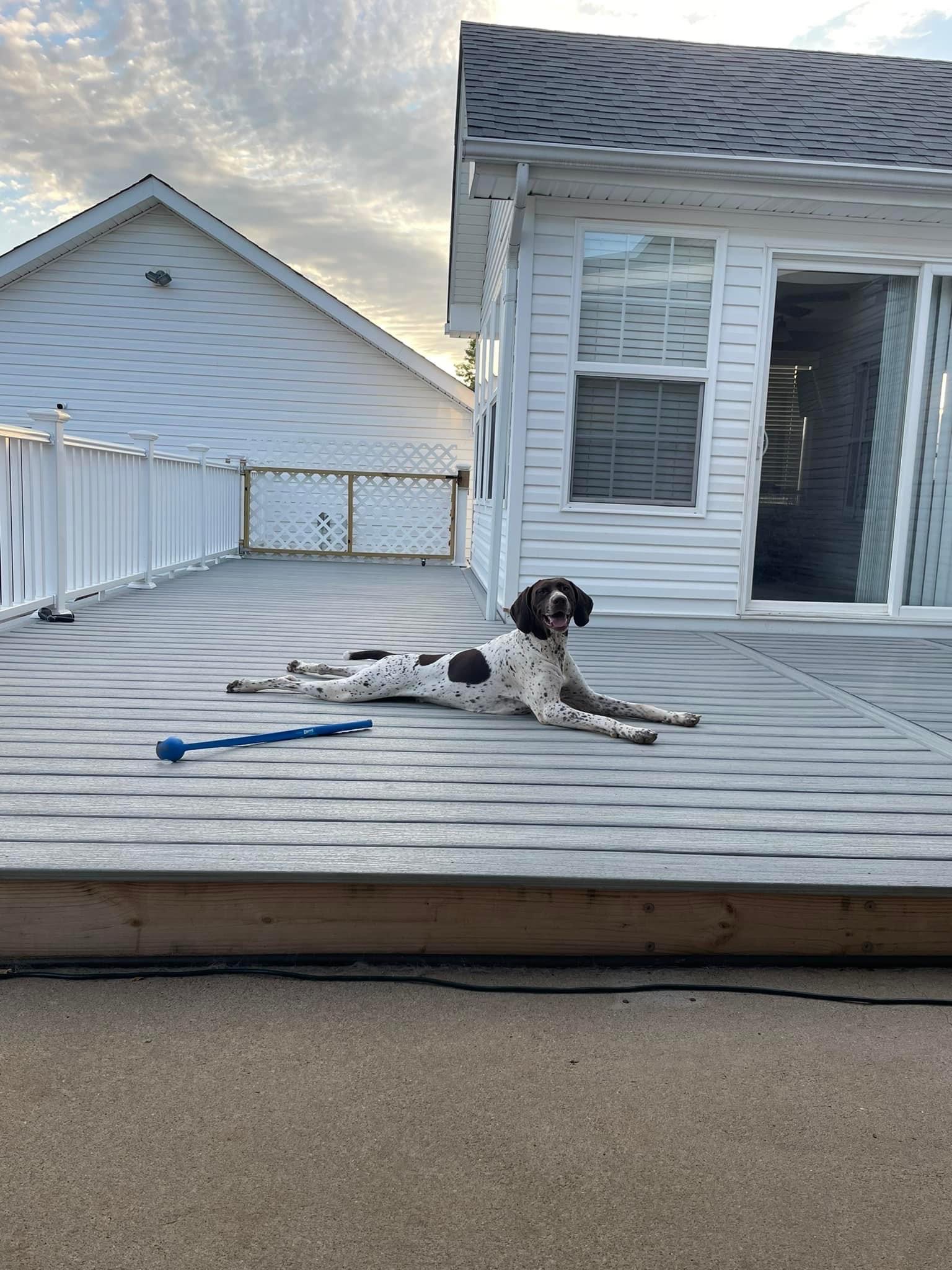 Waggles Dog Sitting, LLC – Where their waggin' tails speak for themselves!